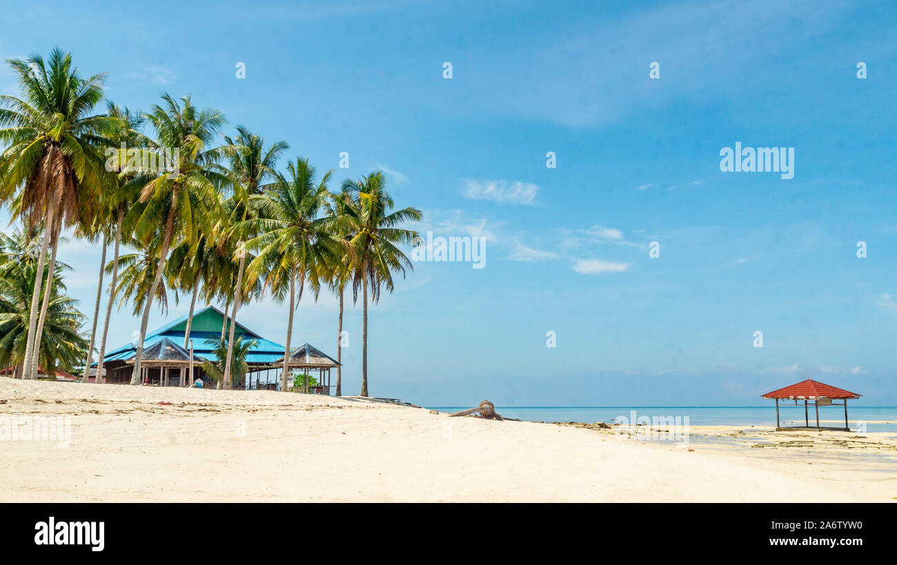 Beautiful view at derawan Island, Indonesia. coconut tree and white ...