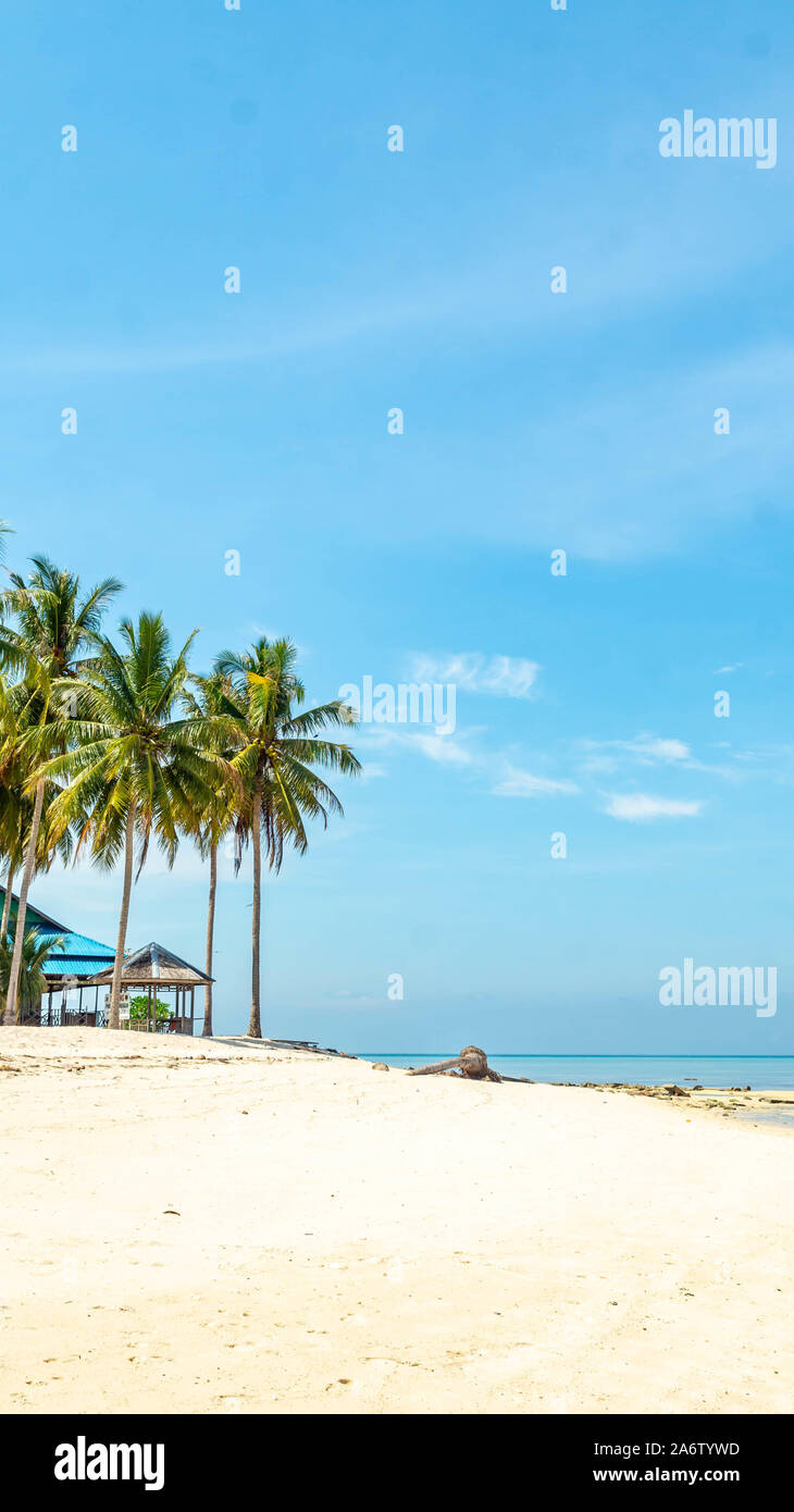 Beautiful view at derawan Island, Indonesia. coconut tree and white ...