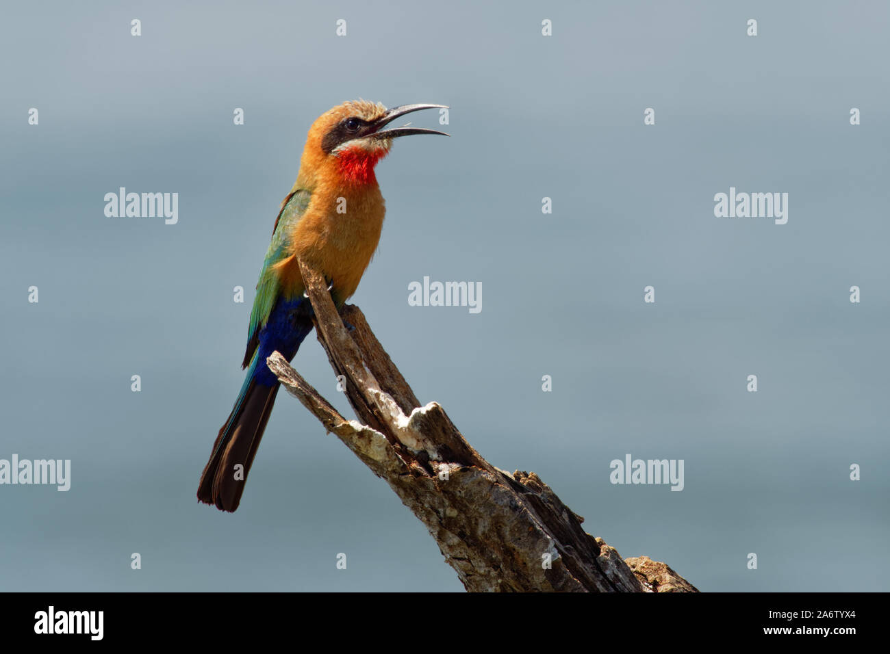 African bee nest hi-res stock photography and images - Alamy