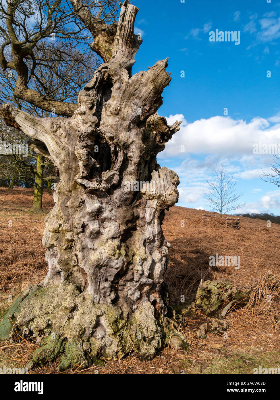 Old bare dead oak tree trunk in Bradgate Park, Leicester England, UK ...