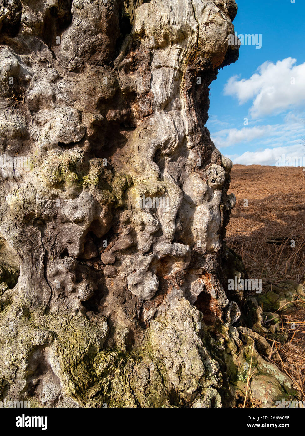 Old bare dead oak tree trunk in Bradgate Park, Leicester England, UK ...
