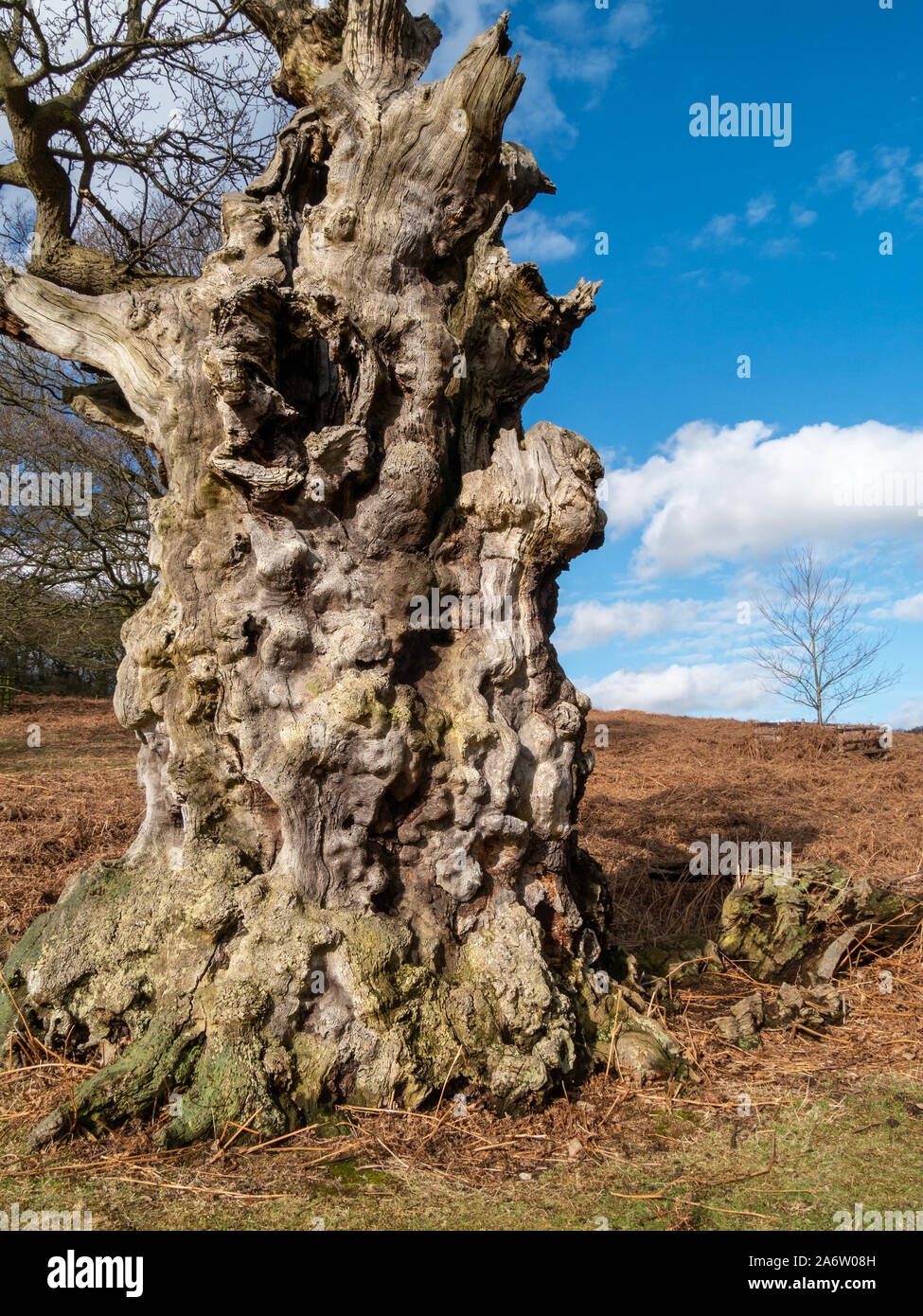 Old bare dead oak tree trunk in Bradgate Park, Leicester England, UK ...