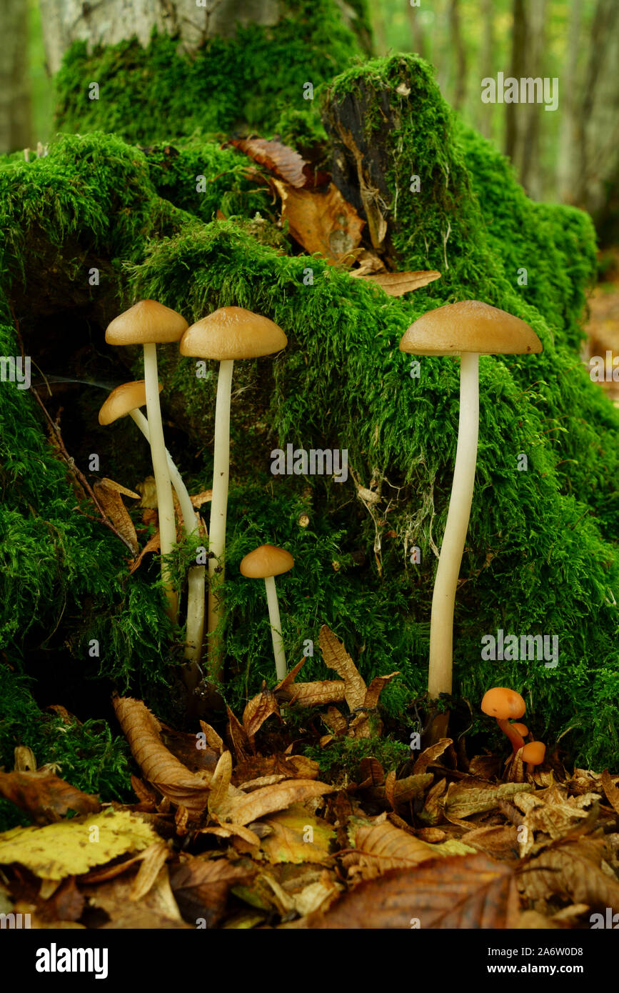 A type of cap and stem fungi growing from a moss covered tree stump ...