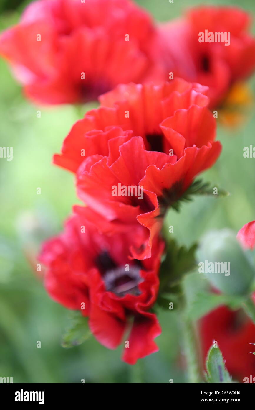 Open flower heads of red Papaver DSomniferum Stock Photo - Alamy