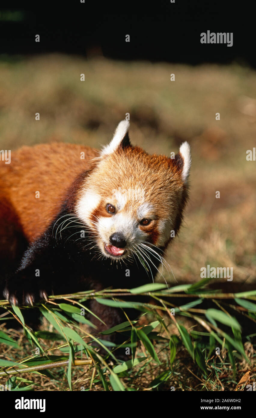 LESSER or RED PANDA Ailurus fulgens showing canine teeth but eating ...