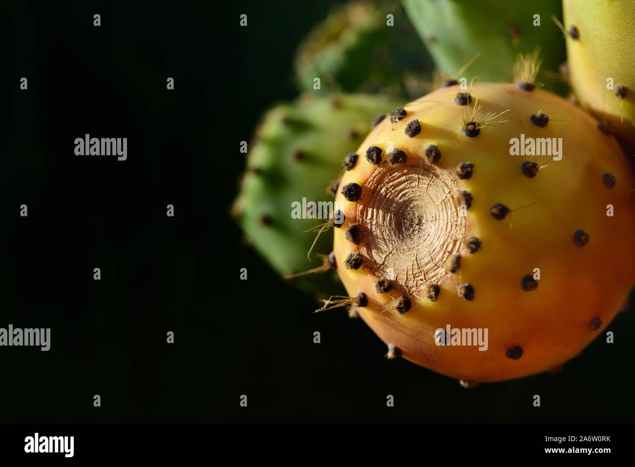 Bright orange fruit of a prickly pear cactus against dark background ...