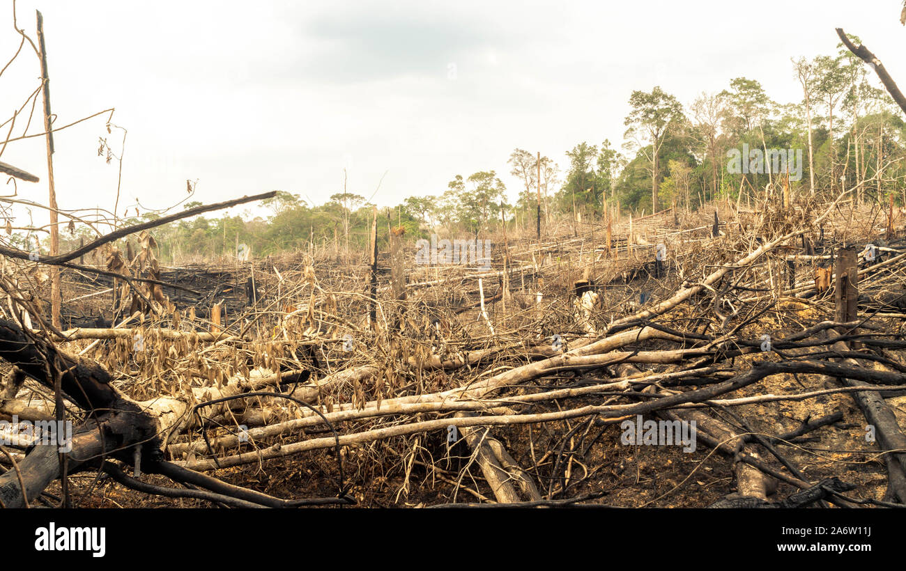 Forest fire aftermath, Borneo, Indonesia Stock Photo - Alamy