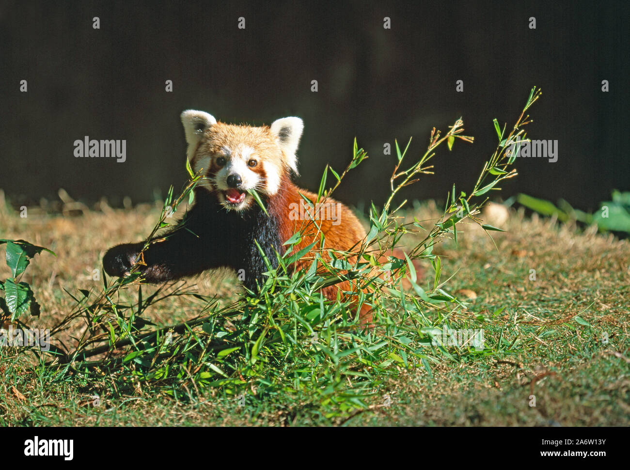 Red pandas eating hi-res stock photography and images - Alamy