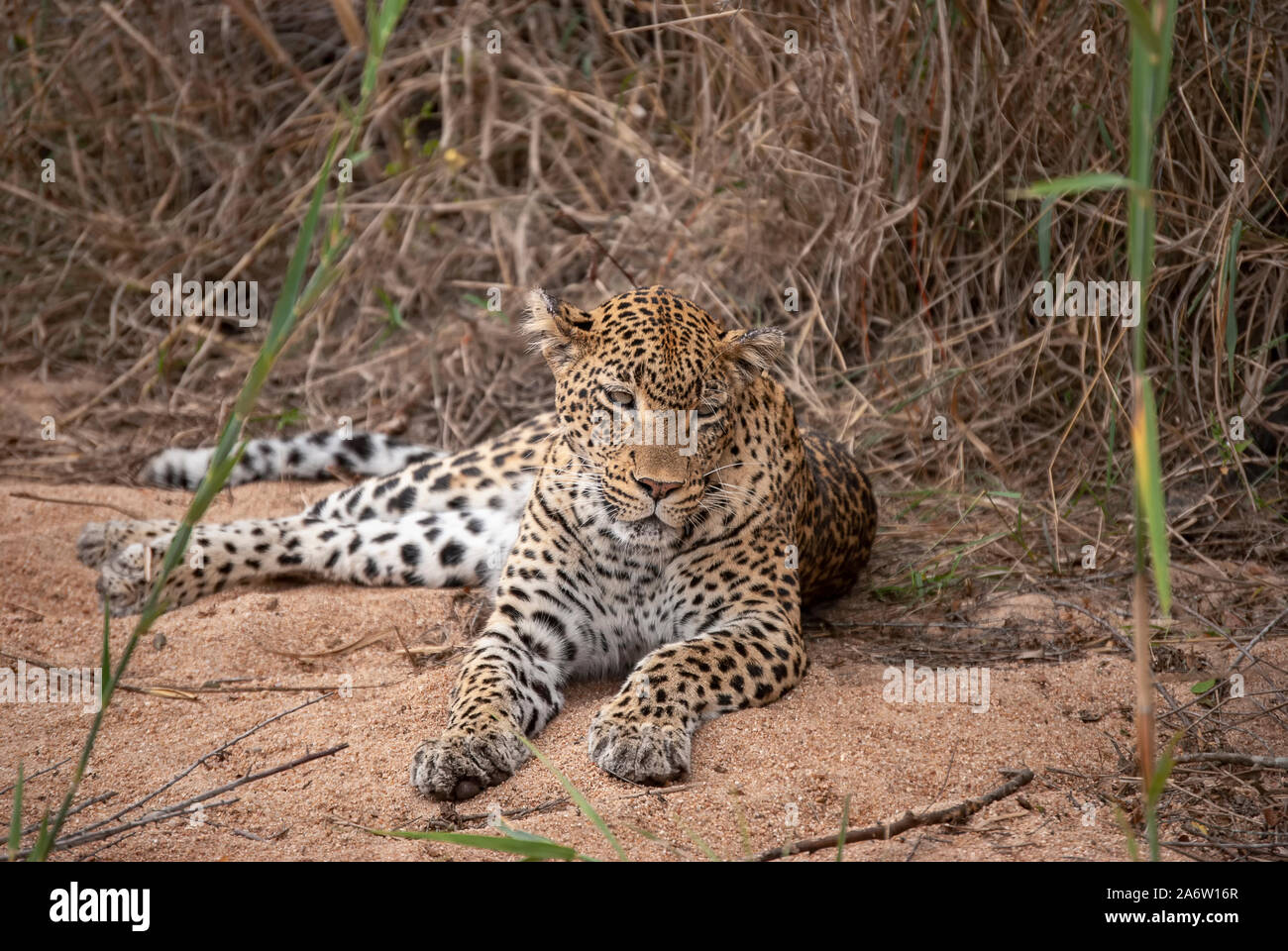 African leopard in a rainforest hi-res stock photography and images - Alamy