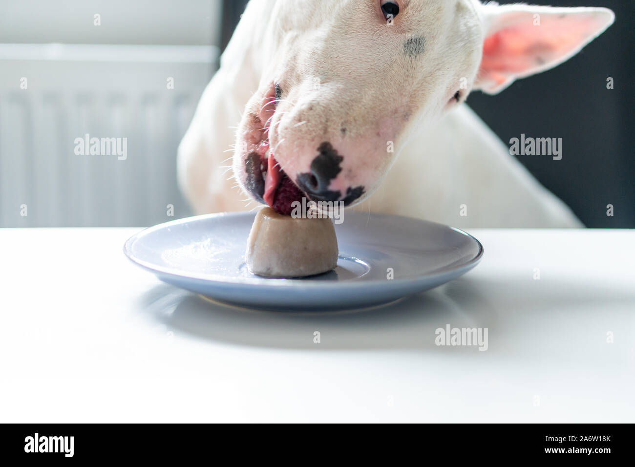 Bull terrier dog sitting on the chair and eating raspberry and ice ...