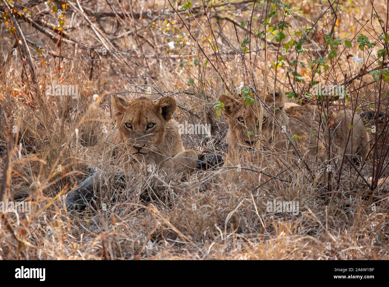 Lions relaxing in the heat of the day hi-res stock photography and ...