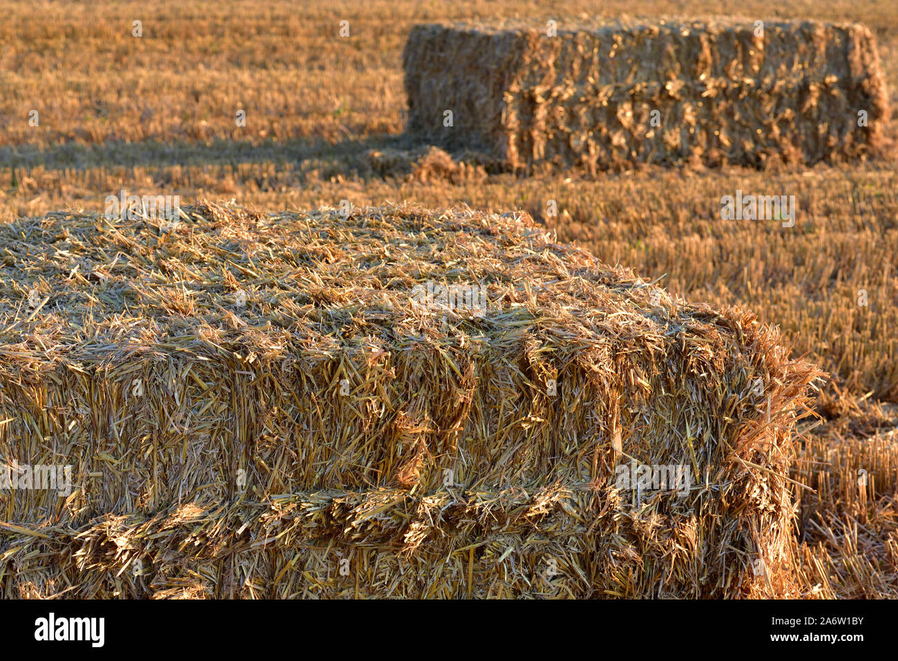 Square hay bales in field hi-res stock photography and images - Alamy