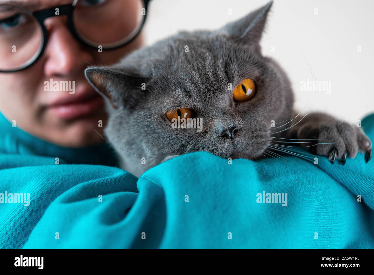 Savage agressive british gray cat and young Angry woman on white ...