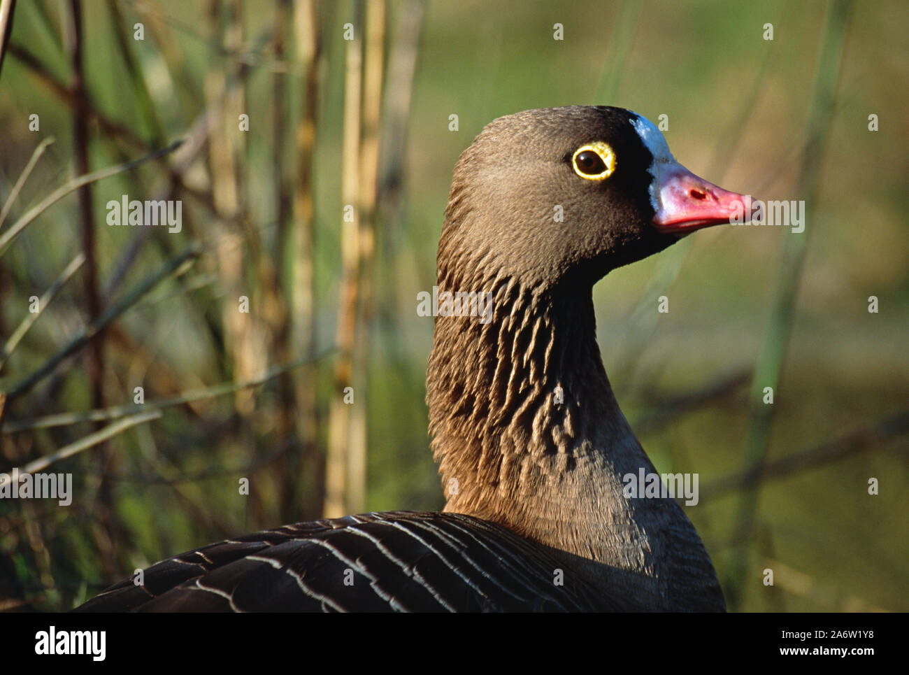 LESSER WHITE-FRONTED GOOSE (Anser erythropus). A 'grey goose'. Head ...