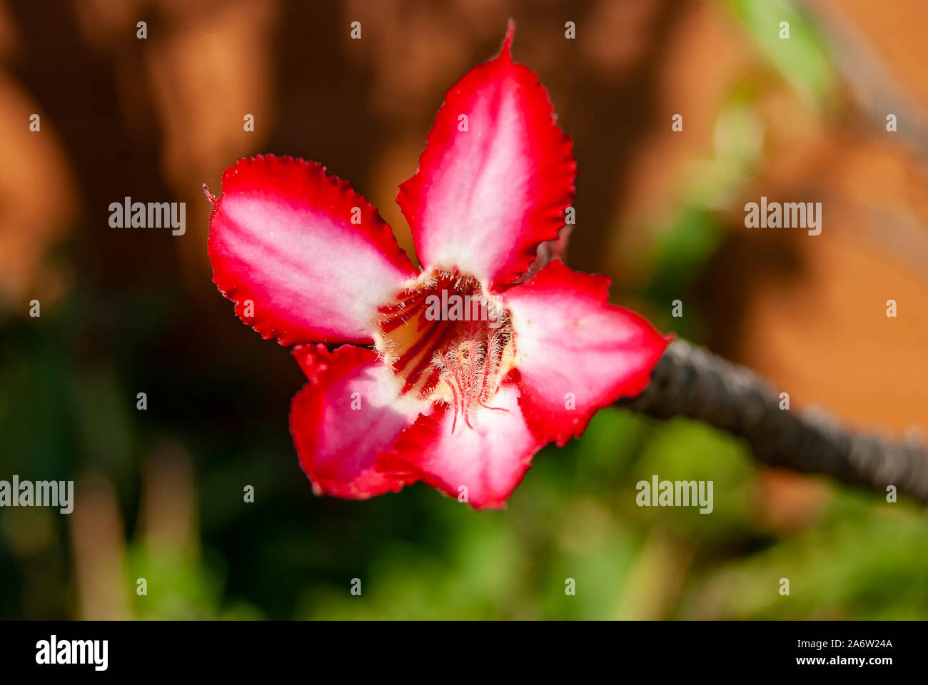 Beautiful pink adenium obesum hi-res stock photography and images - Alamy