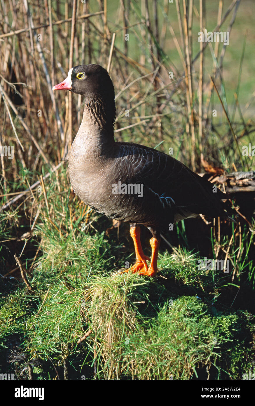 LESSER WHITE-FRONTED GOOSE (Anser erythropus). A 'grey goose'. Standing ...