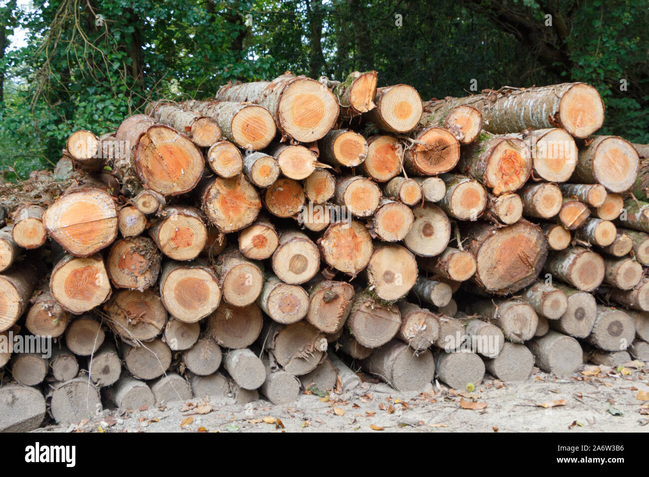 Log in a forest hi-res stock photography and images - Alamy