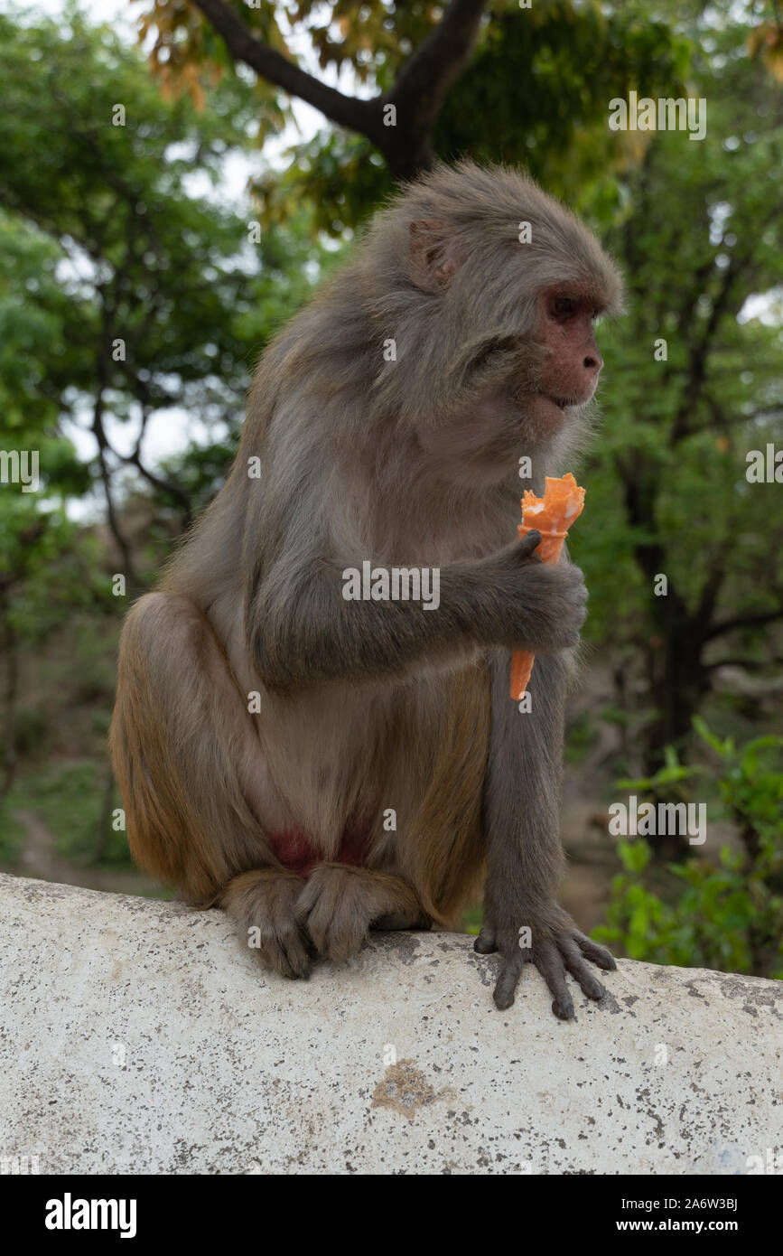 Monkey eating ice cream in nepal Stock Photo - Alamy
