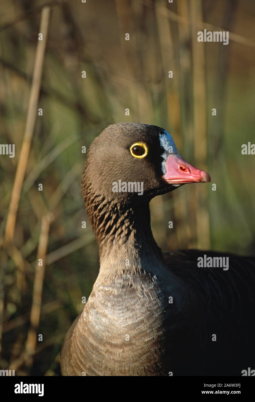 Gray ring on yellow beak hi-res stock photography and images - Alamy