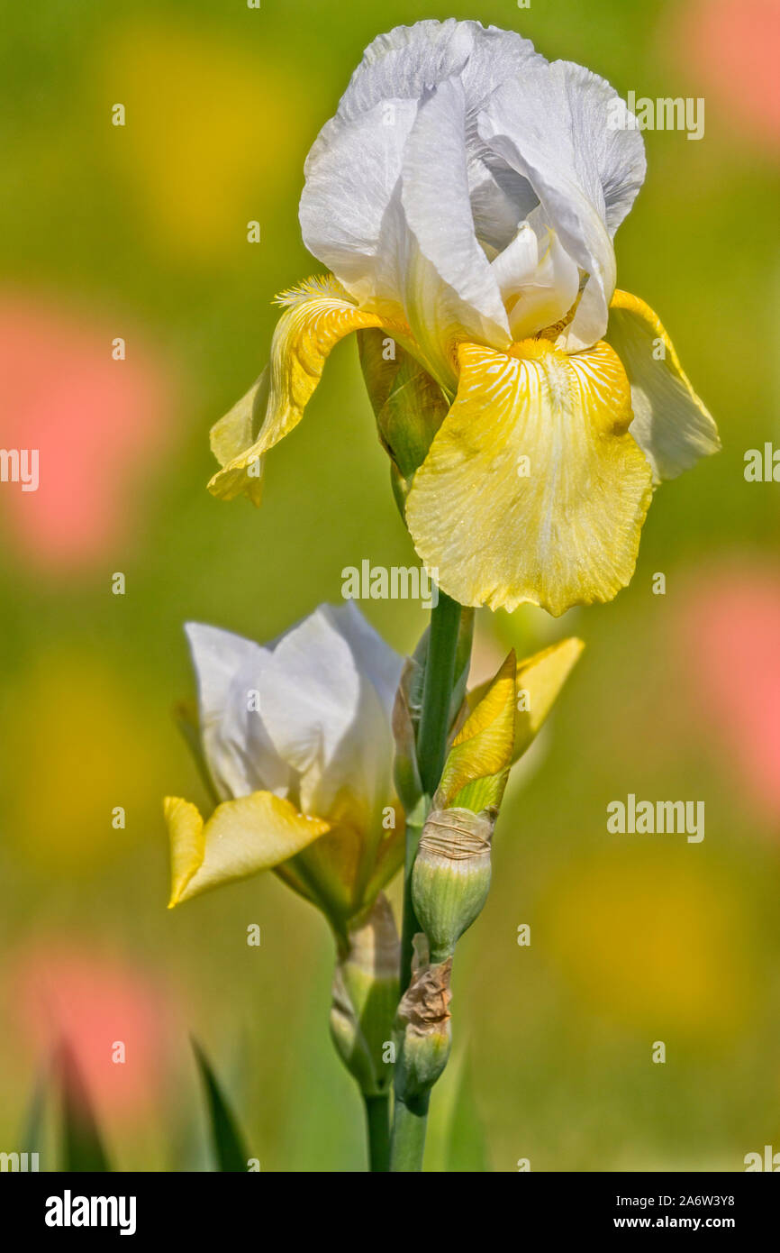 Iris garden hi-res stock photography and images - Alamy