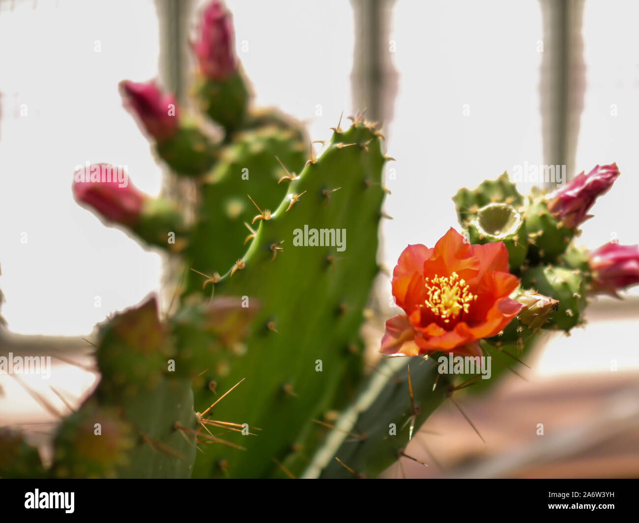 Red spine cactus hi-res stock photography and images - Alamy