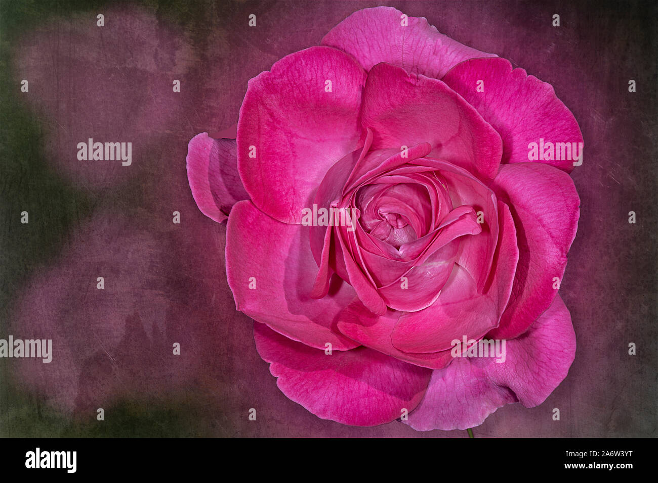 Pretty In Pink Rose Stock Photo - Alamy