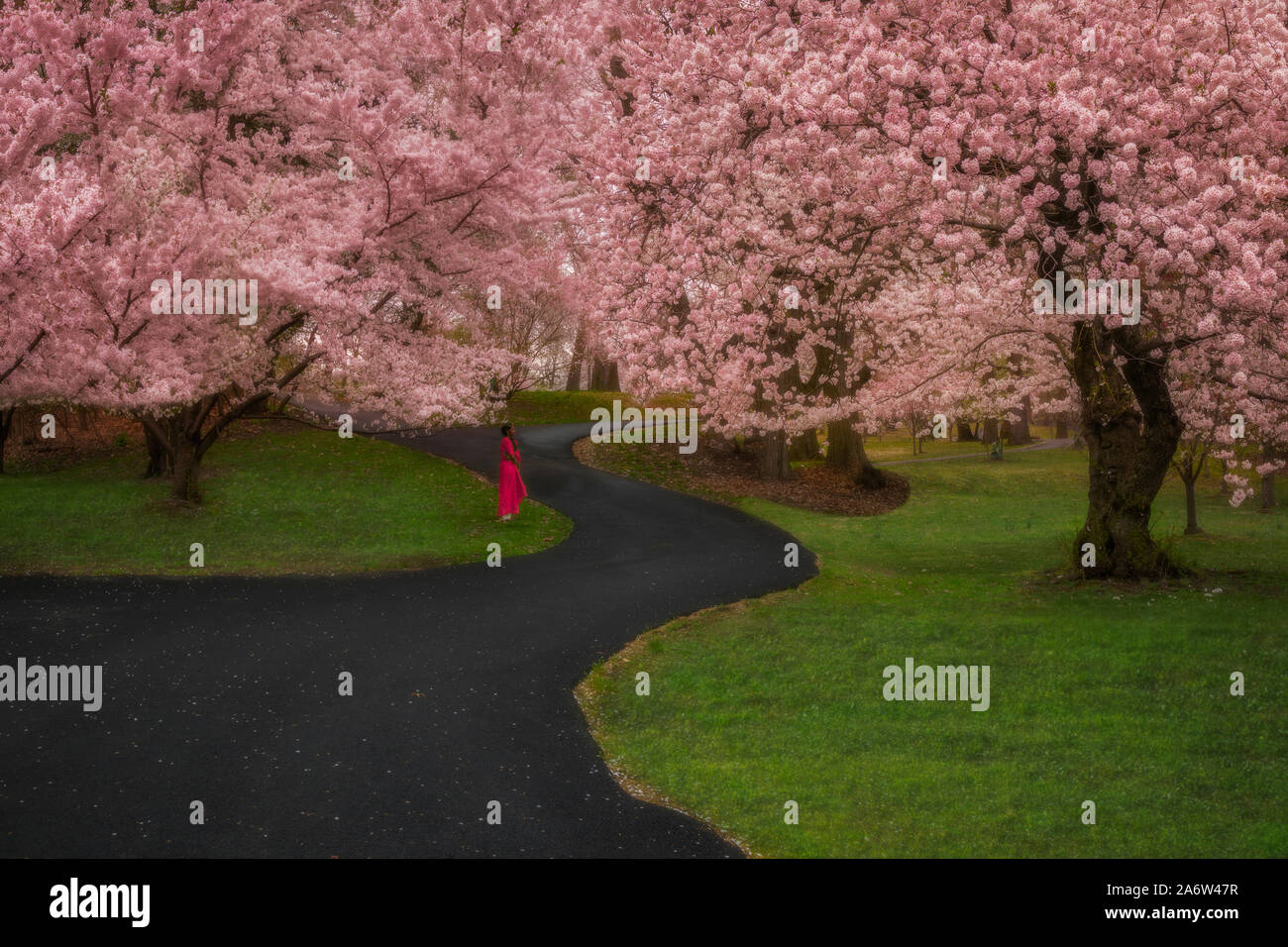 Branch brook cherry blossom hi-res stock photography and images - Alamy