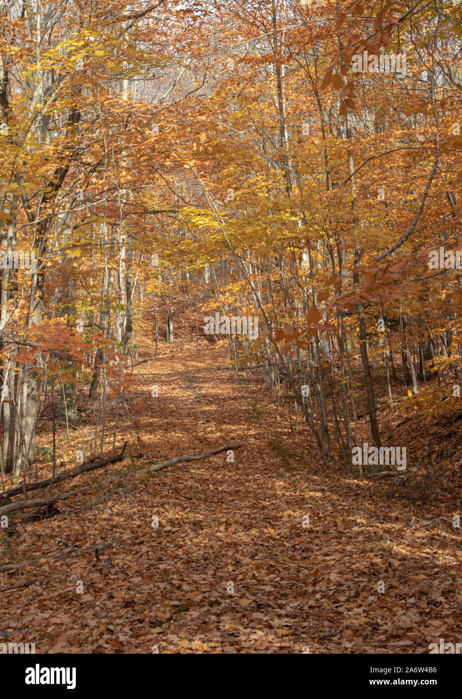 Orange and gold leaves cover a trail through a Muskoka forest in autumn ...