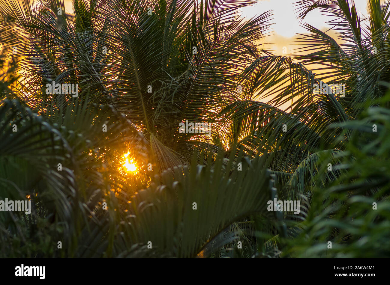 Sunset behind palm trees, Guadeloupe Stock Photo - Alamy
