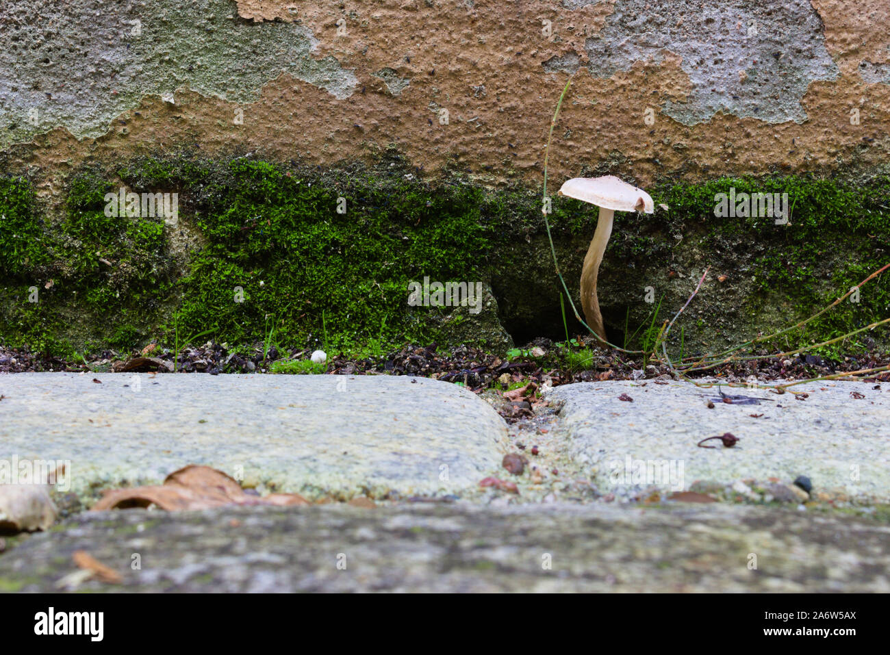 Close up of a mushroom growing out of a wall Stock Photo - Alamy