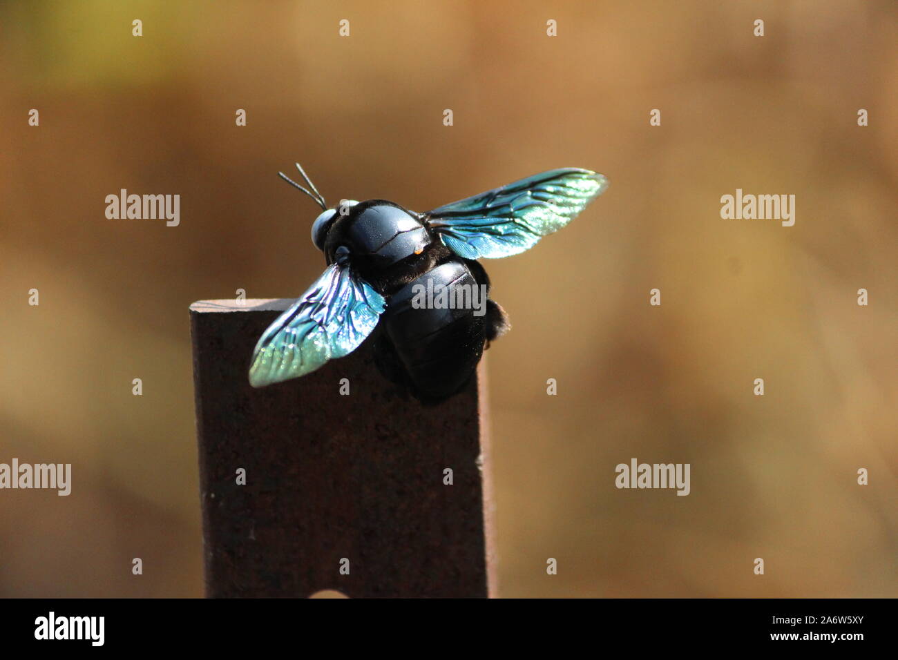 Golden color bee hi-res stock photography and images - Alamy