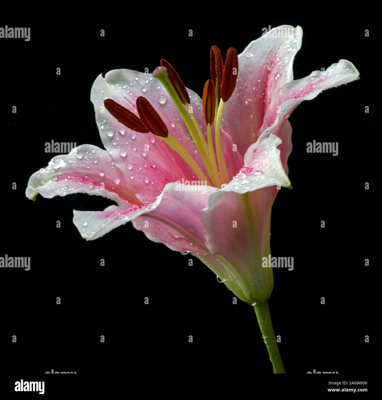 Stargazer lilies hi-res stock photography and images - Alamy
