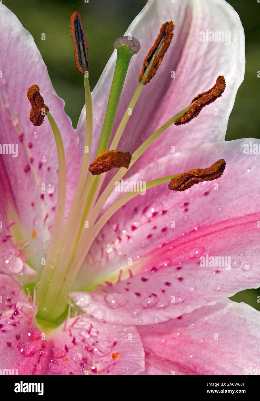 Stargazer Lily Flower Stock Photo - Alamy