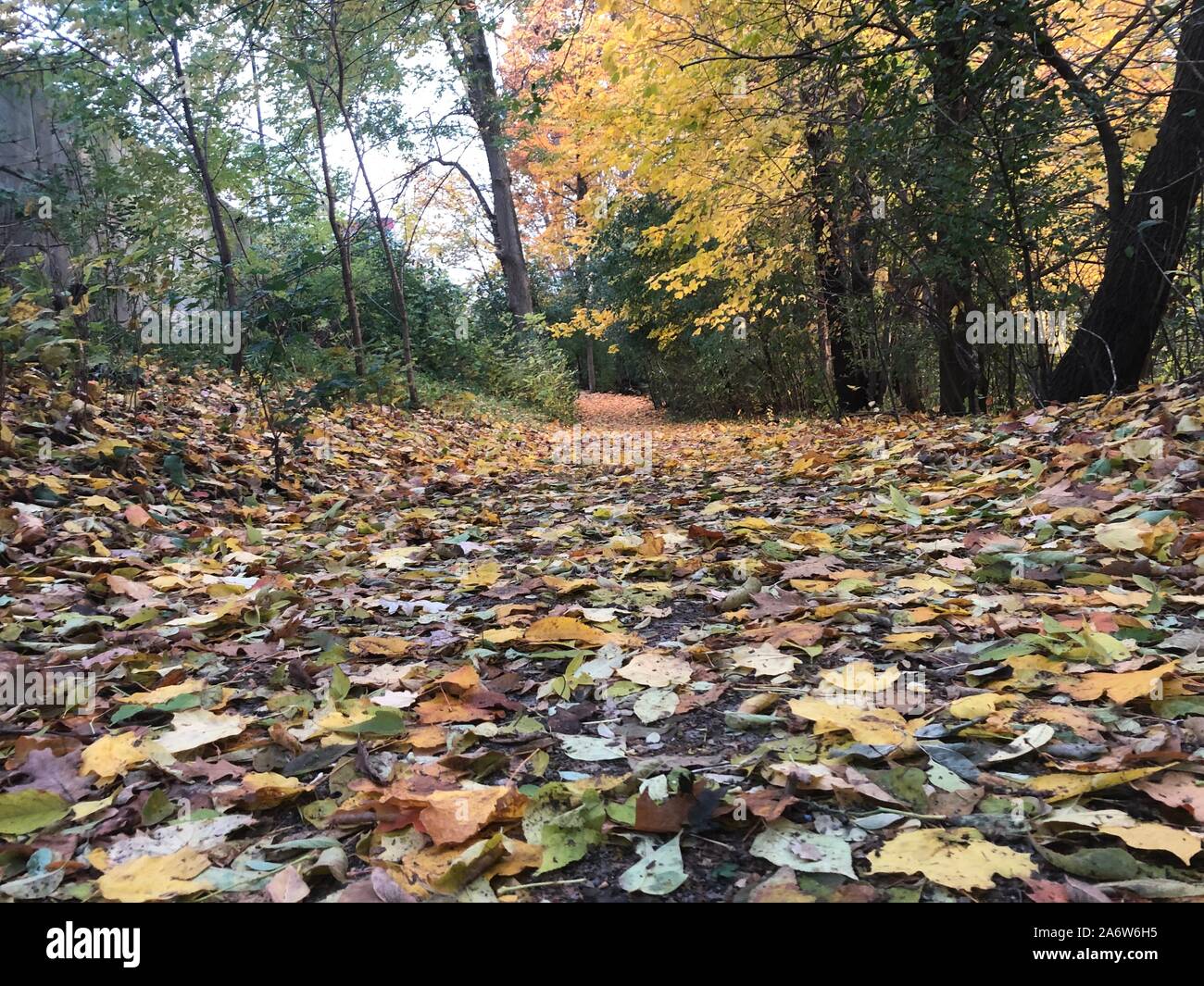 Autumn Nature and Path With Autumn Leaves Stock Photo - Alamy