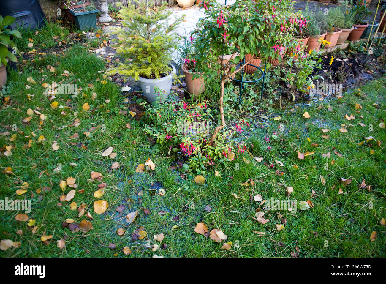 flooded British flower garden Stock Photo - Alamy