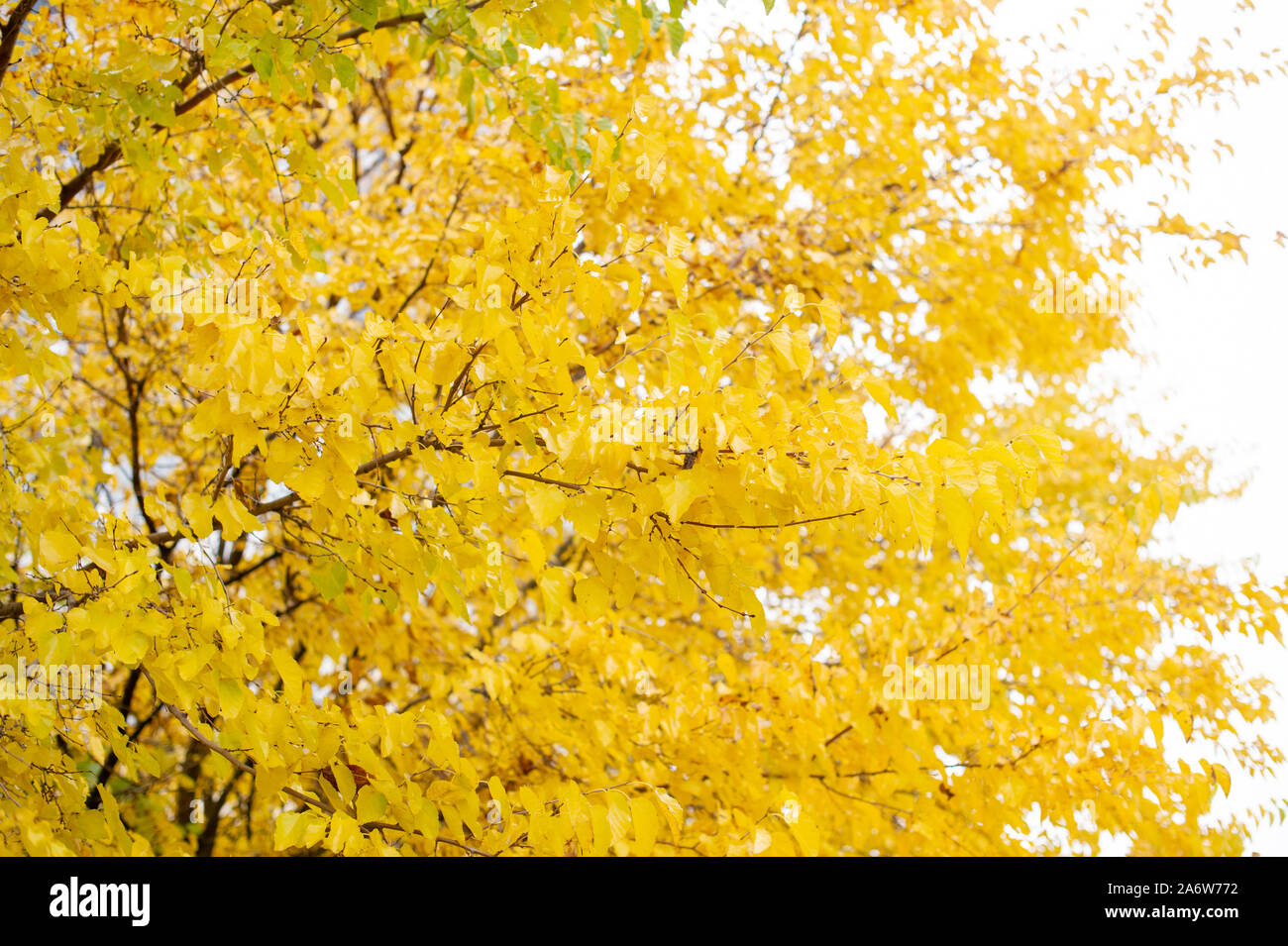 Top of the birches, sun weather and blue sky Stock Photo - Alamy