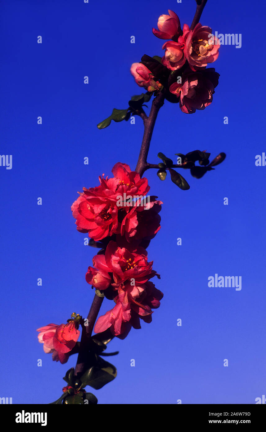 Japanese quince maules chaenomeles hi-res stock photography and images ...