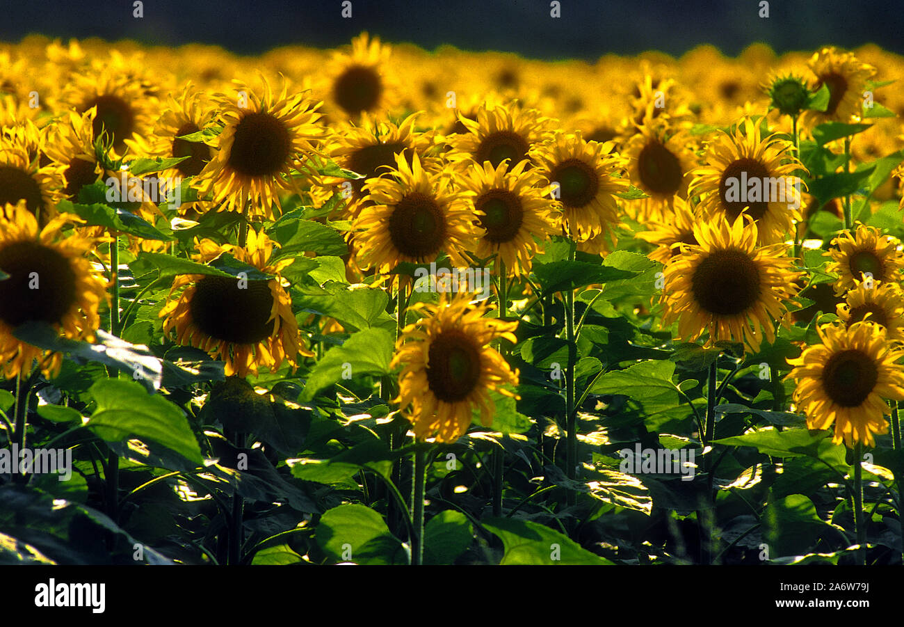 Helianthus annuus, the common sunflower Stock Photo - Alamy