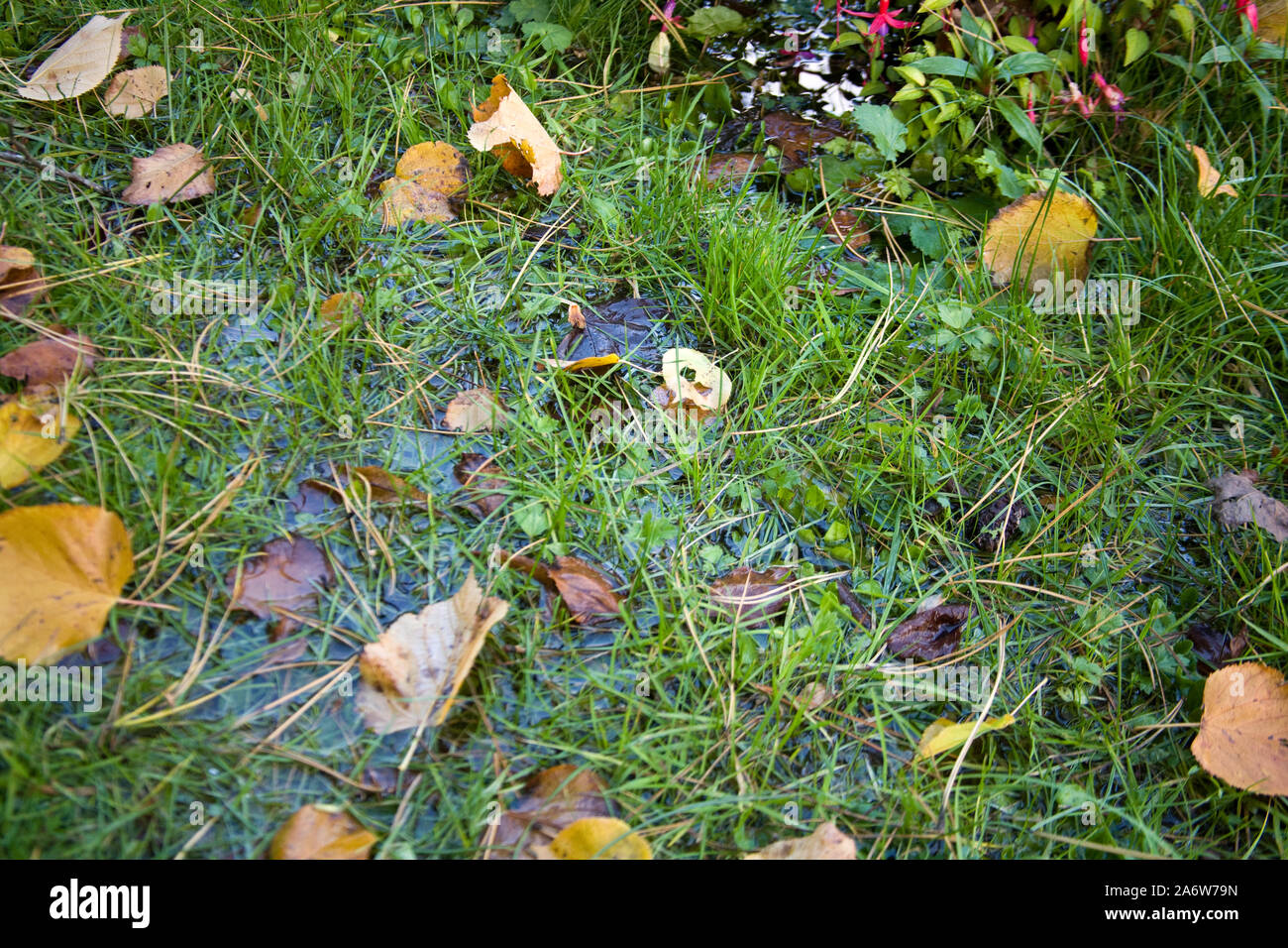 Rain soaked flowers hi-res stock photography and images - Alamy