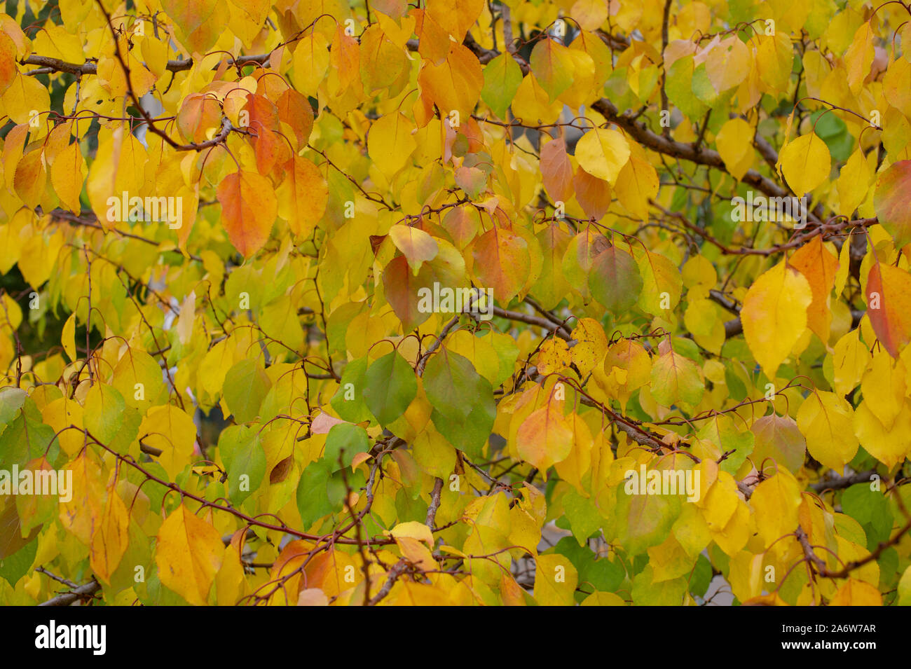 Top of the birches, sun weather and blue sky Stock Photo - Alamy
