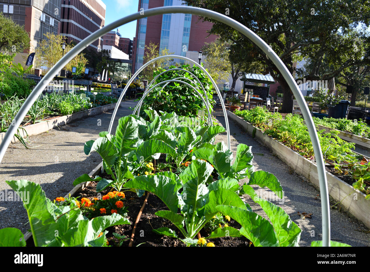Beds of Garden Vegetables and Plants of Flowers some with Protective ...