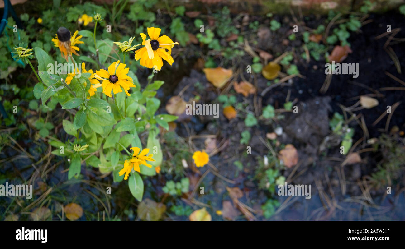 Flooded garden soil hi-res stock photography and images - Alamy