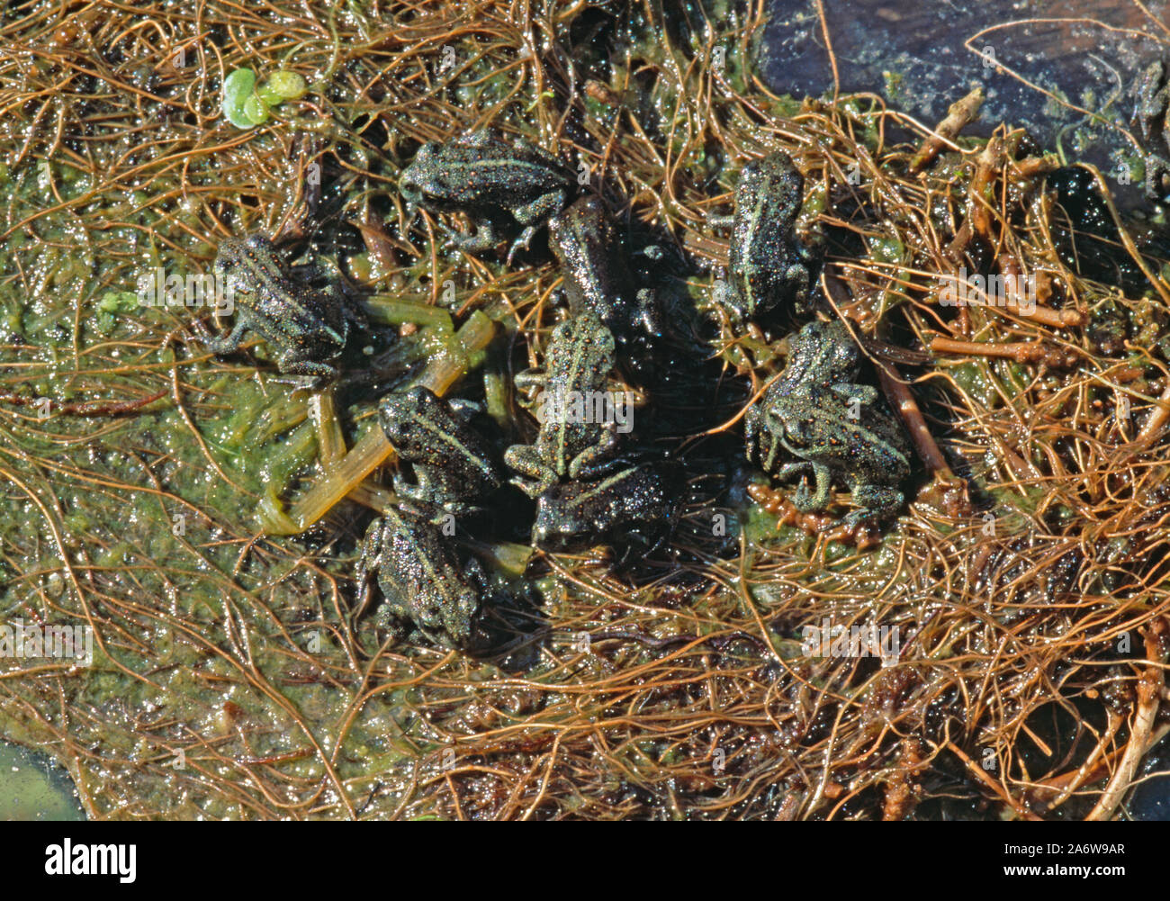 Natterjack toad habitat hi-res stock photography and images - Alamy