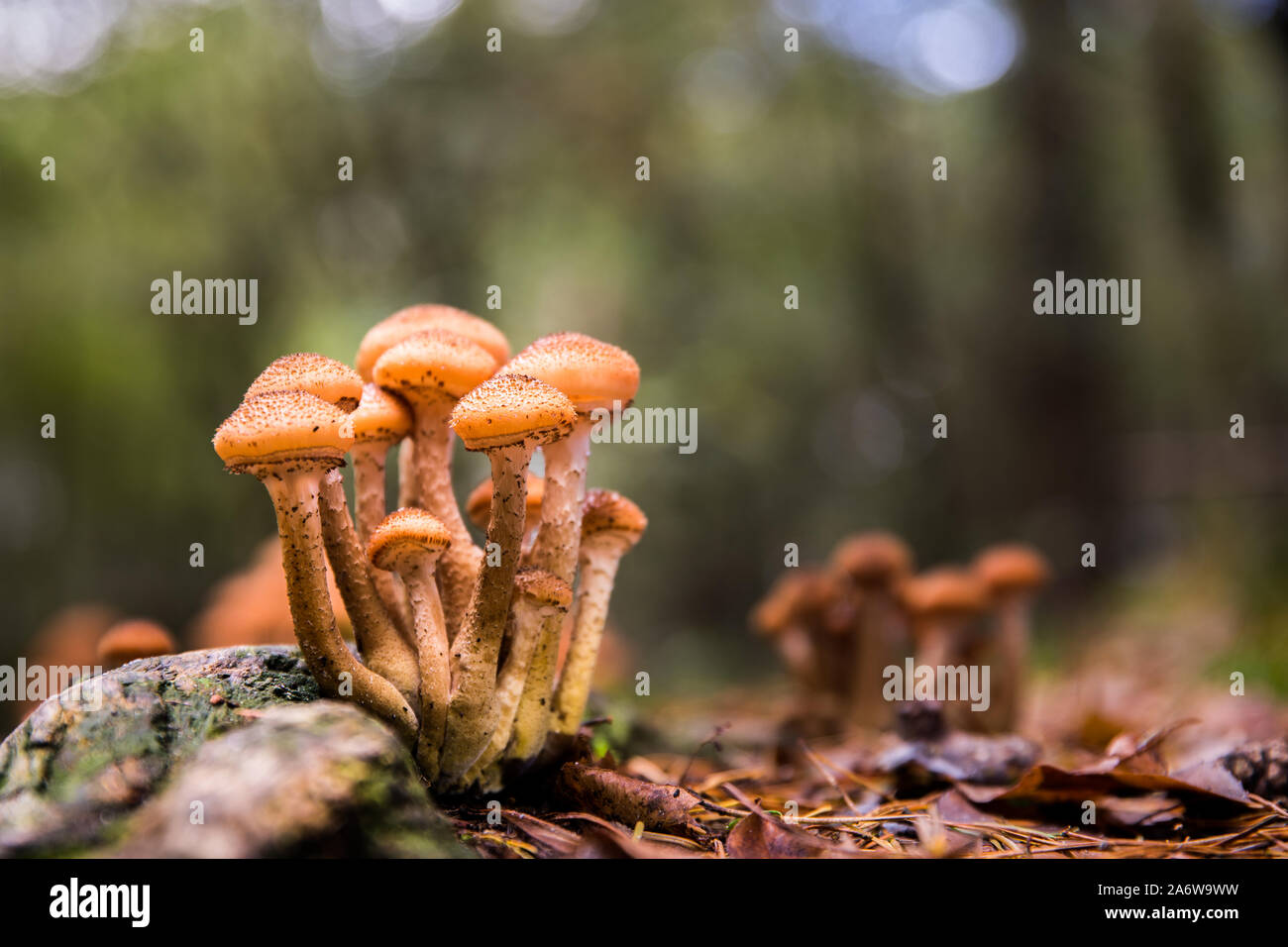 Fungi groups in close-up low angle nice soft background bokeh in forest ...