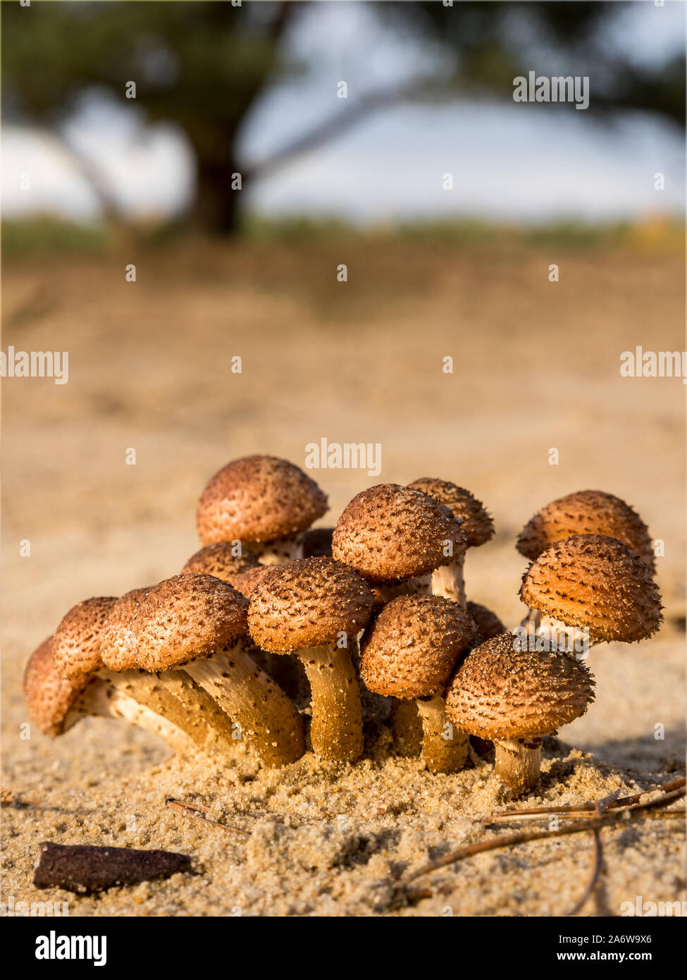 Sand boletus hi-res stock photography and images - Alamy