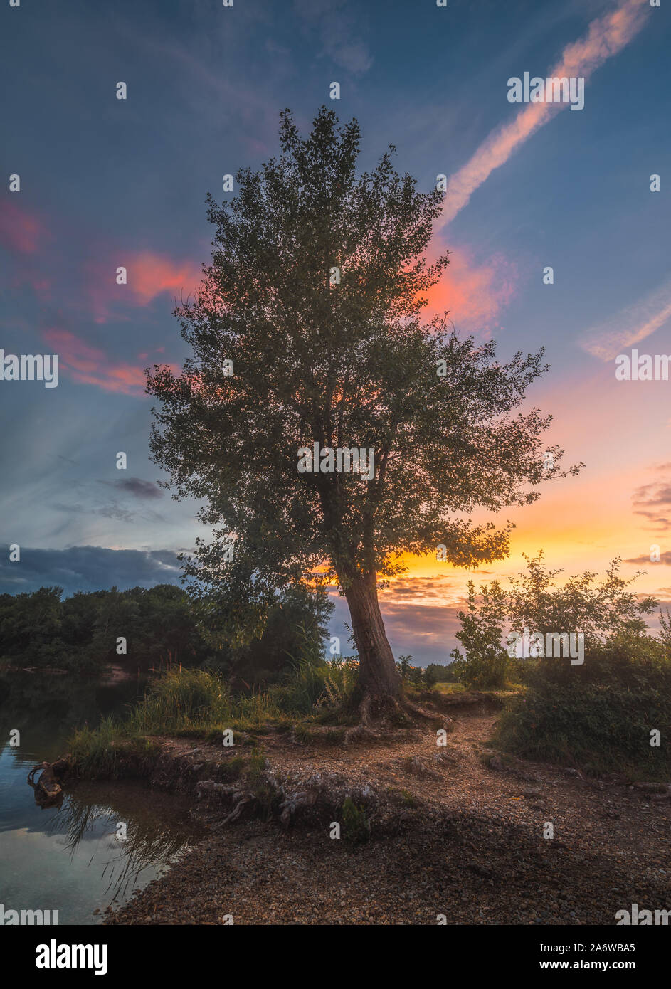 Bushy tree hi-res stock photography and images - Alamy