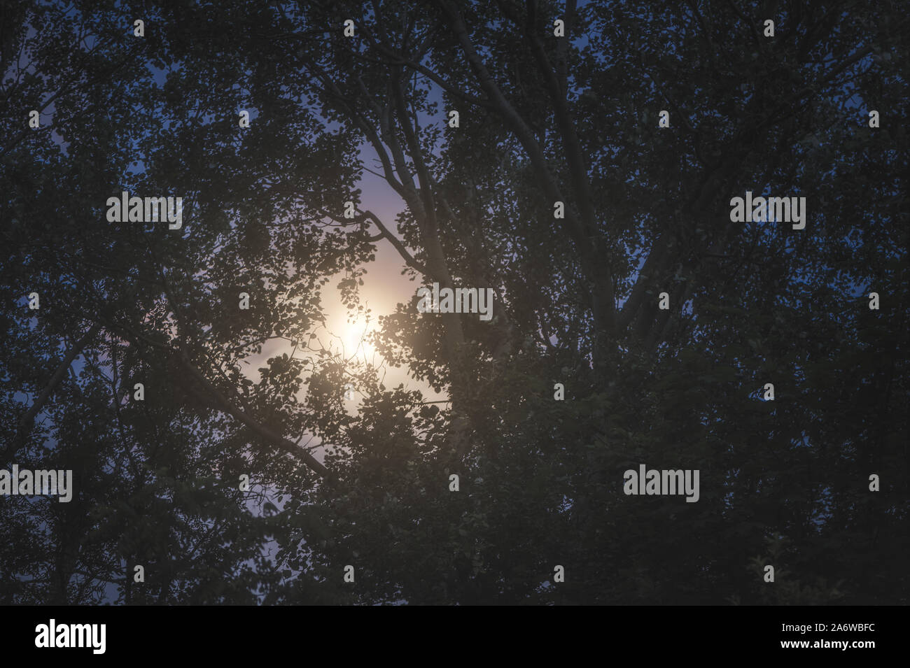 Moon through leaves hi-res stock photography and images - Alamy