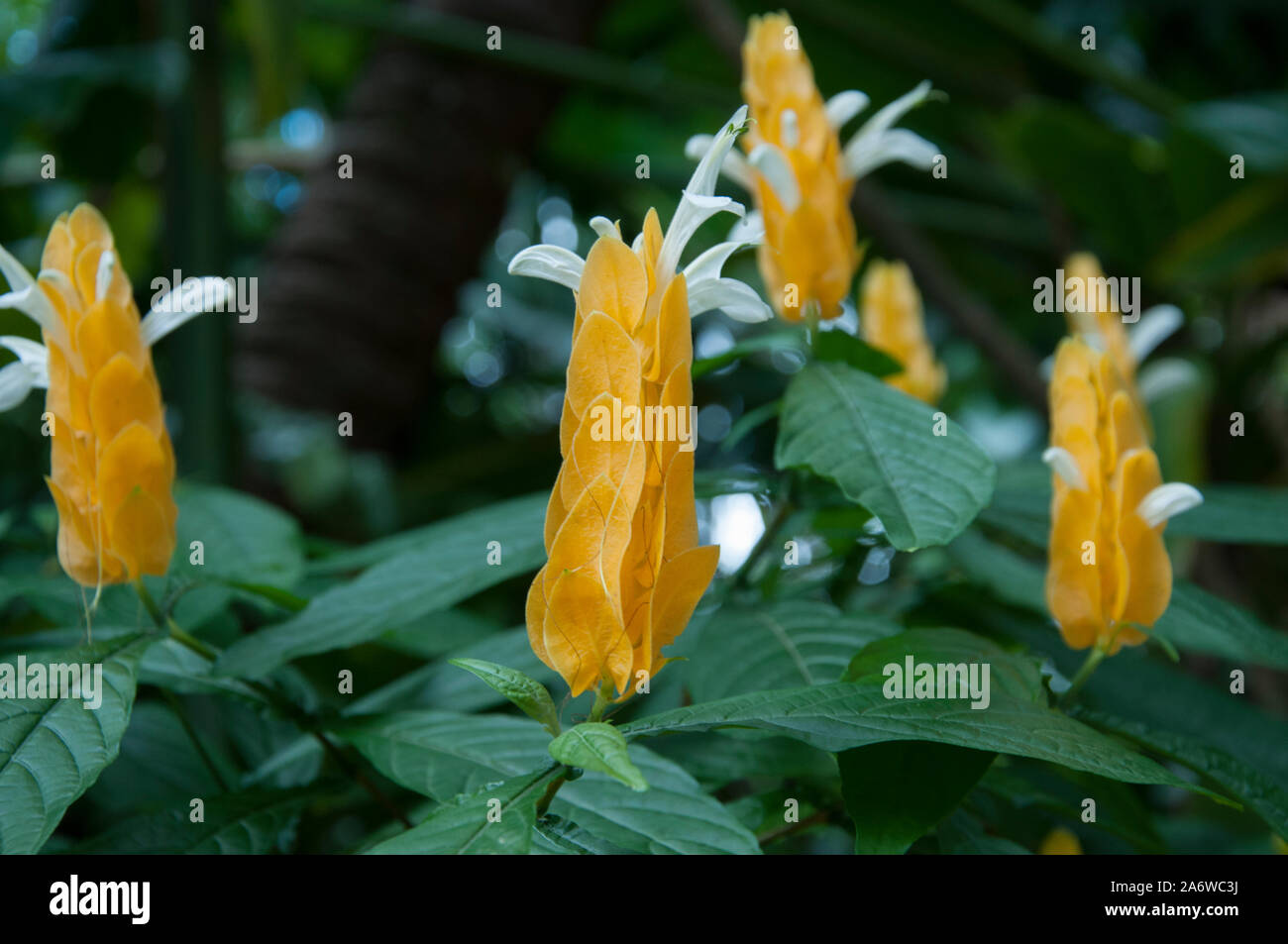 Pachystachys lutea, the Lollipop or Golden Shrimp Plant, a subtropical ...