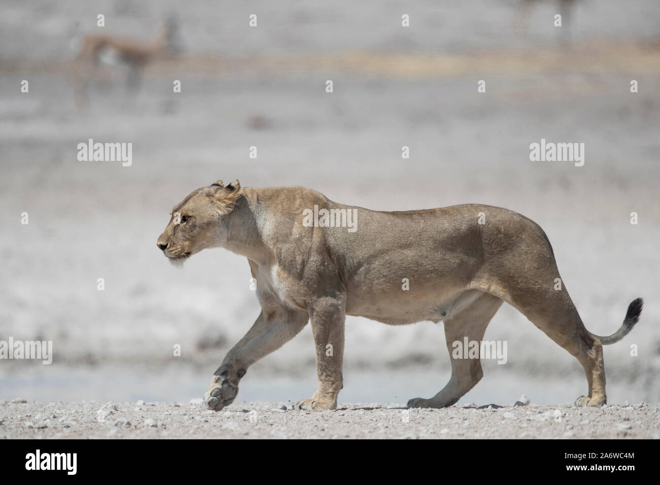 A lioness walks with impalas behind her, Etosha National Park, Namibia ...
