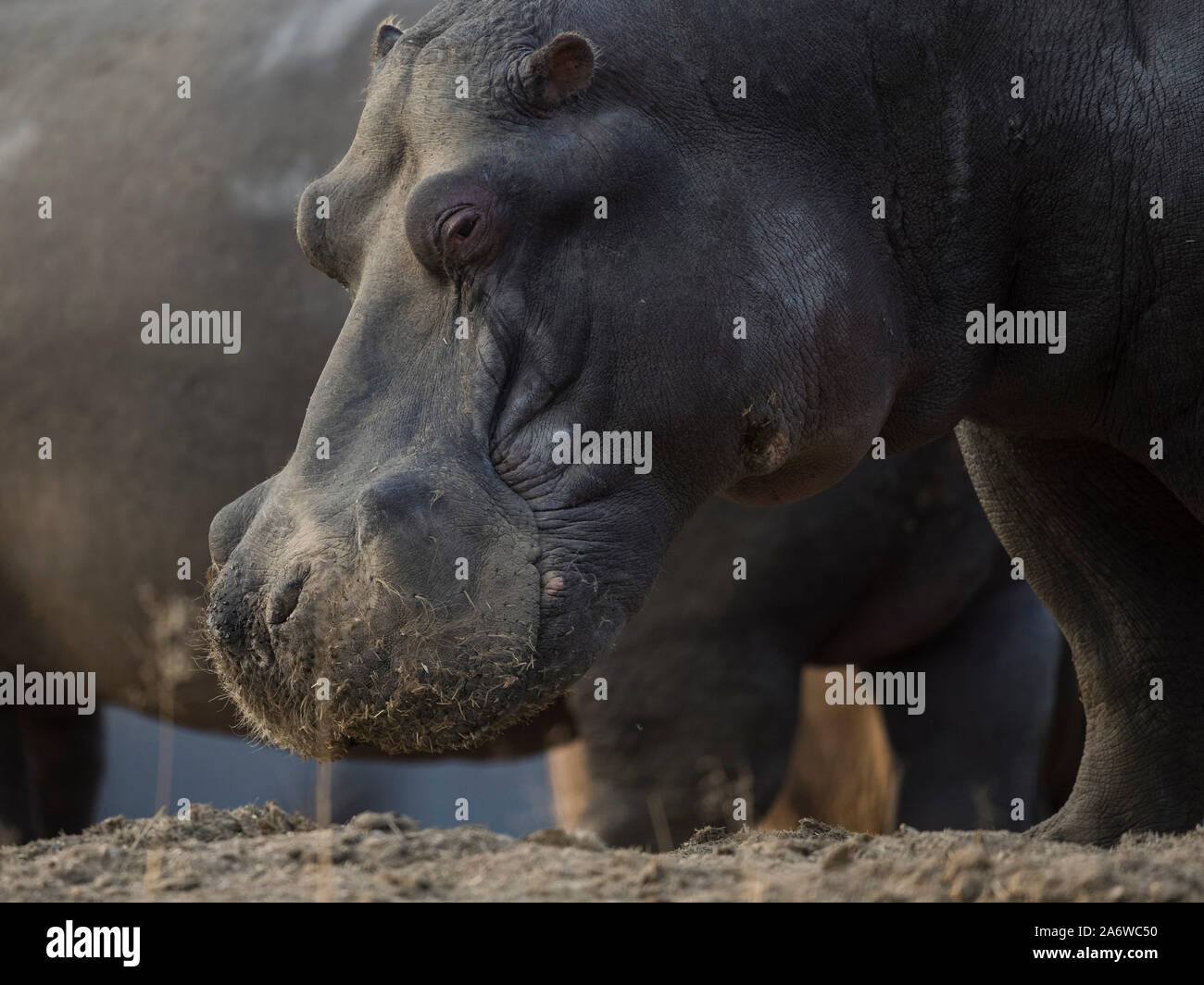 Hippo tail hippopotamus hi-res stock photography and images - Alamy